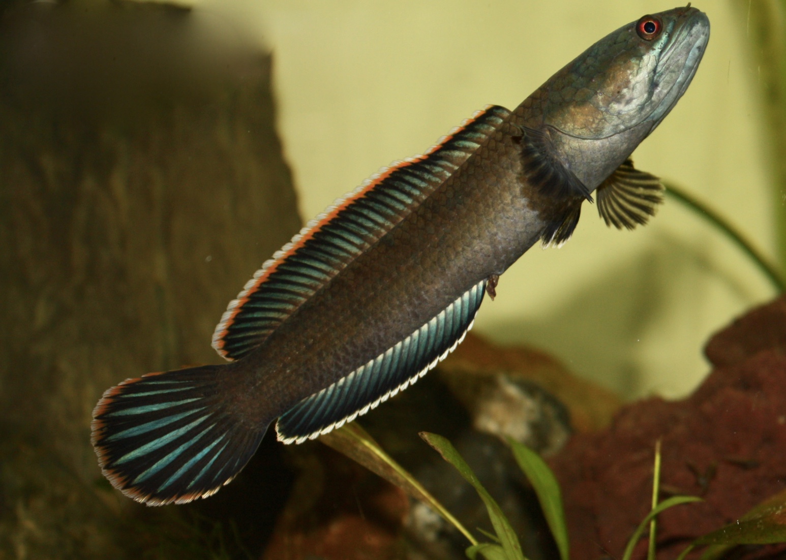 Channa sp'Laos Fireback