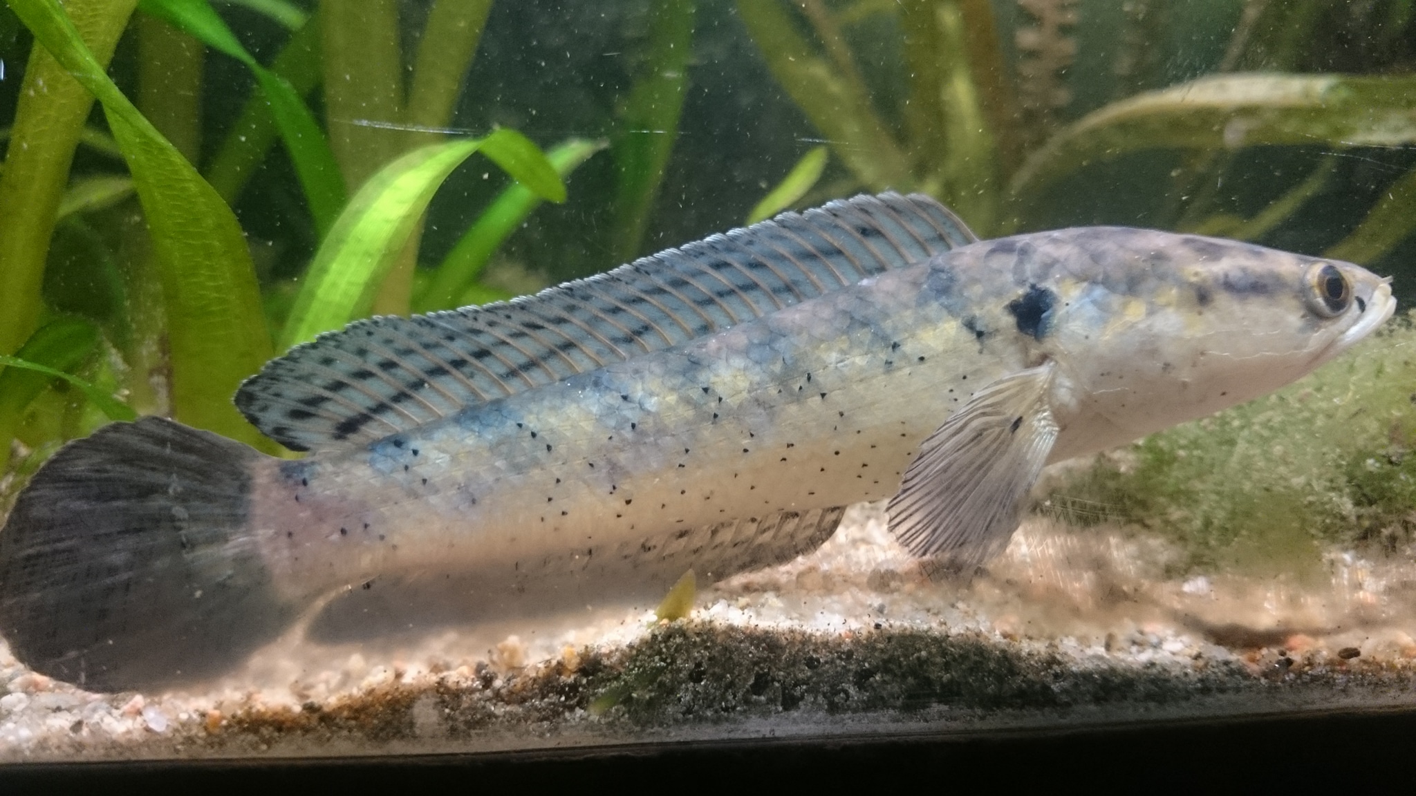 Channa punctata – CHANNA – FICHES