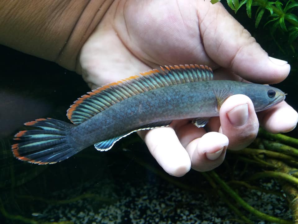 Channa Limbata