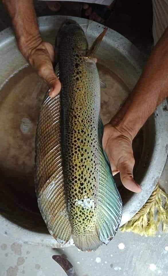 CHANNA – FICHES – Le site dédié à l'élevage et à la maintenance des Channas