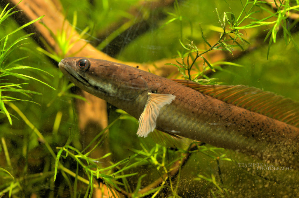 Channa baramensis - CHANNA-FICHES