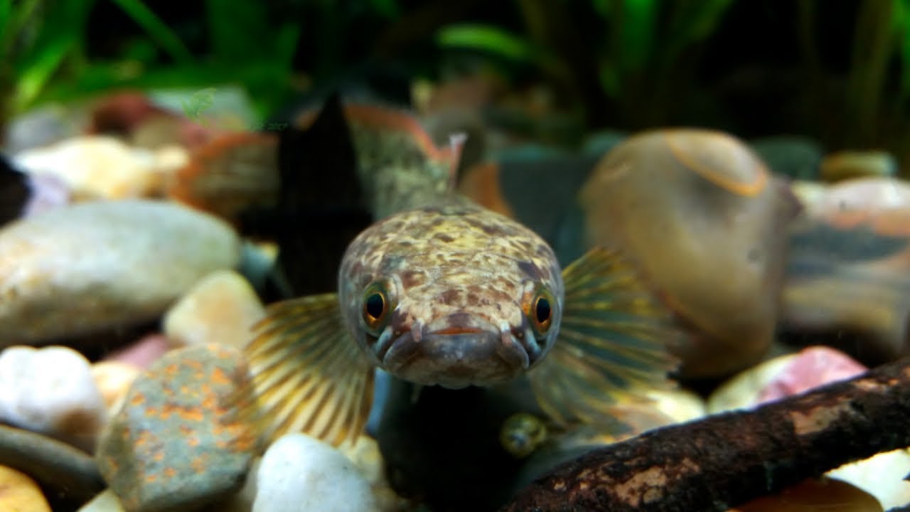 Channa aurantipectoralis - CHANNA-FICHES Channa aurantipectoralis