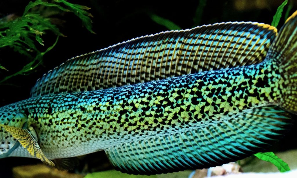 Channa barca - CHANNA-FICHES Channa barca