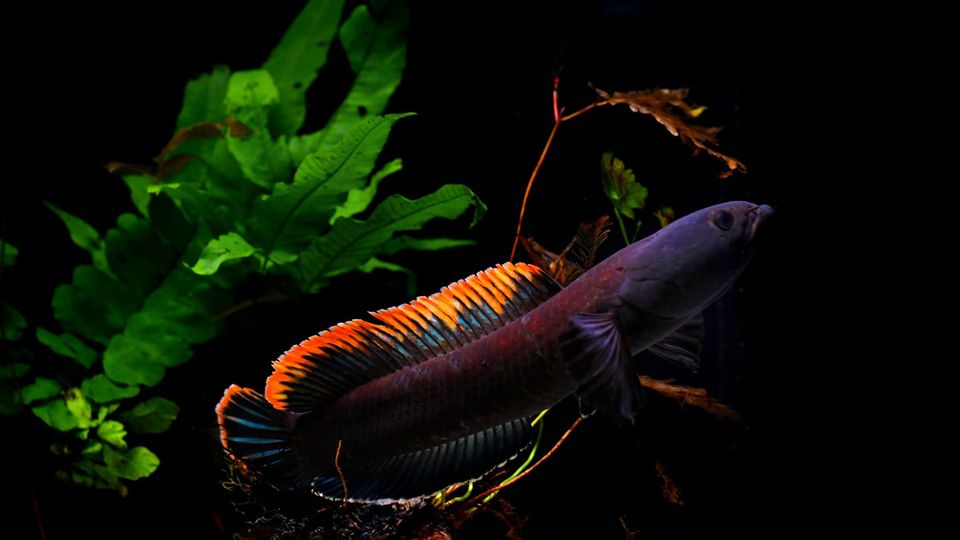 Channa sp'Laos Fireback - CHANNA-FICHES Channa sp'Laos Fireback