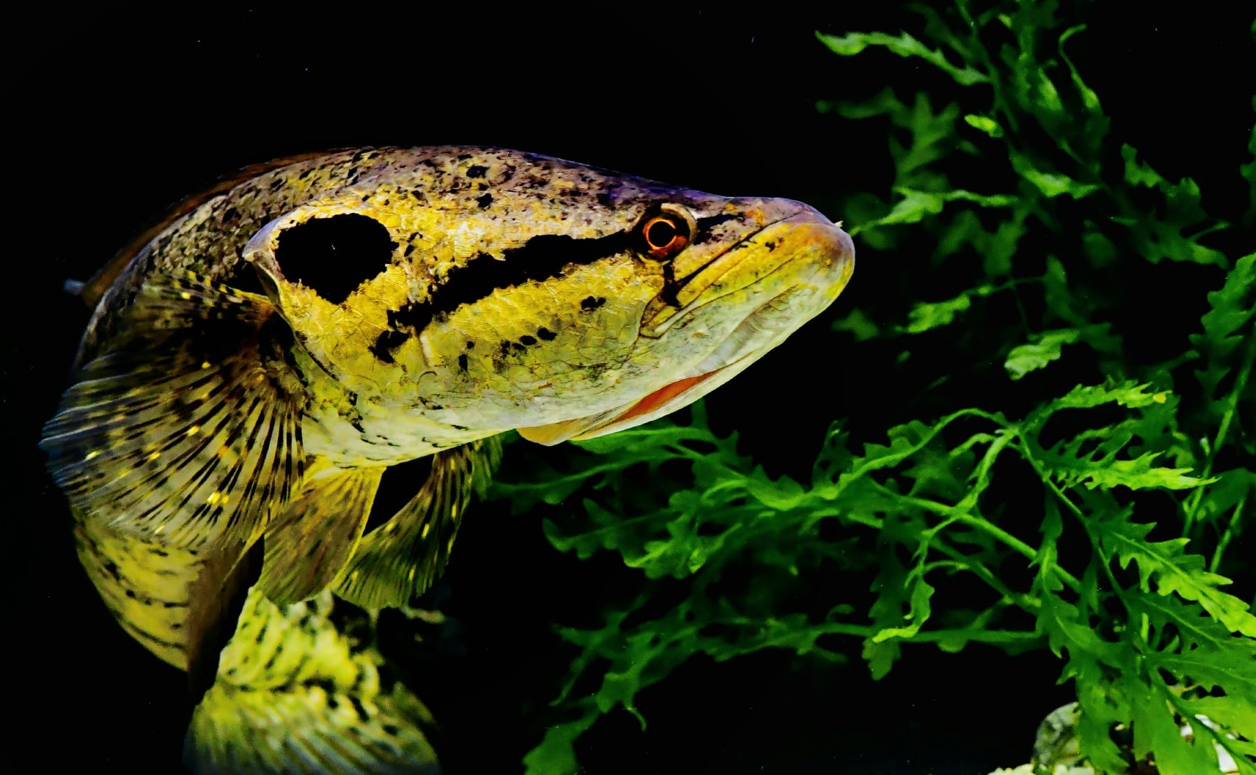 Channa lucius - CHANNA-FICHES Channa lucius