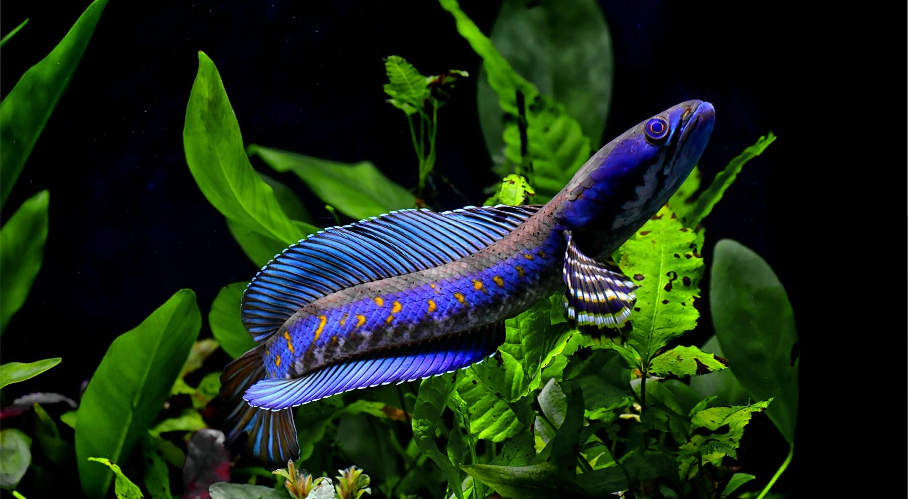 Channa pulchra - CHANNA-FICHES Channa pulchra