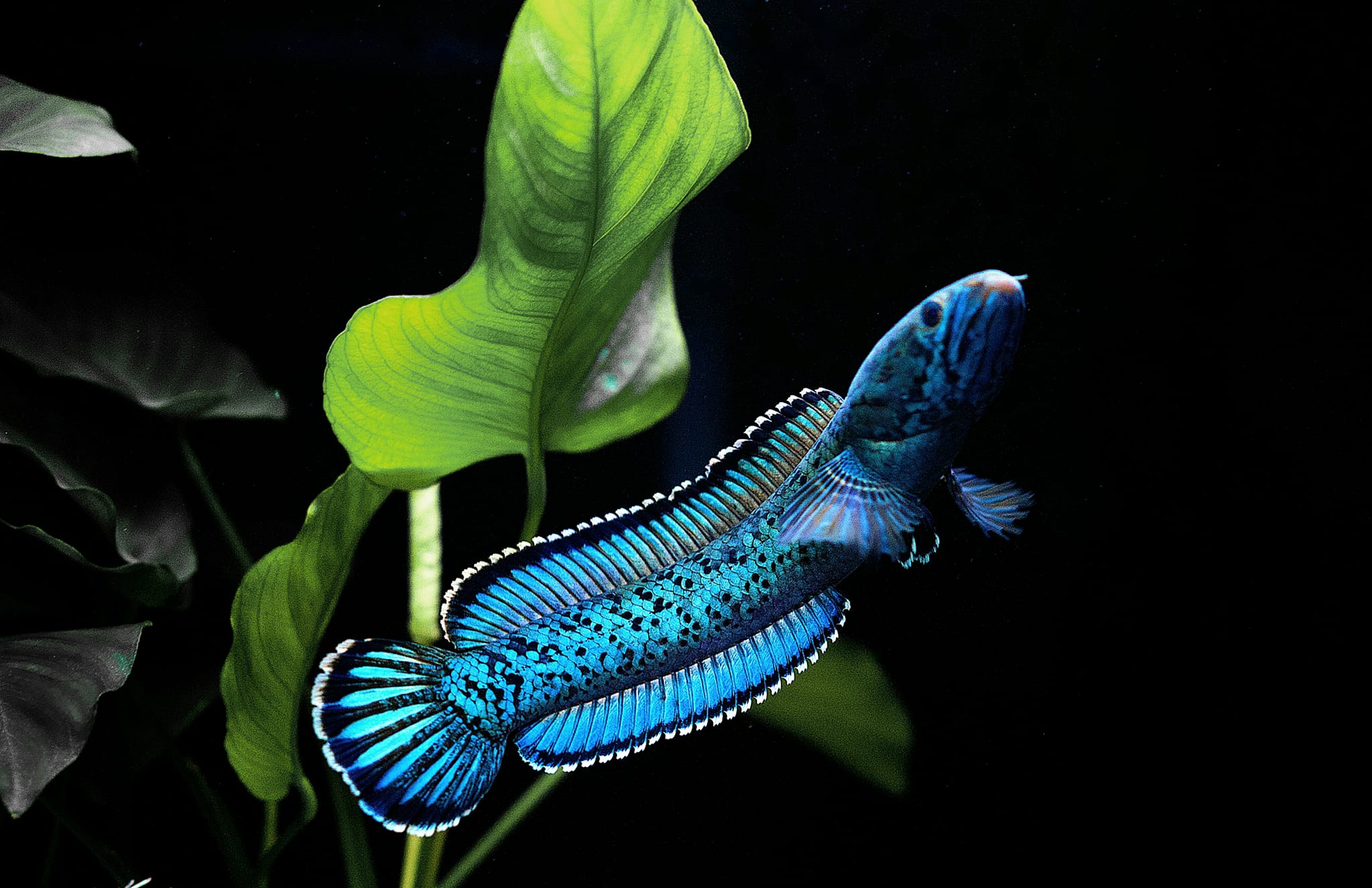 Channa pardalis - CHANNA-FICHES Channa pardalis