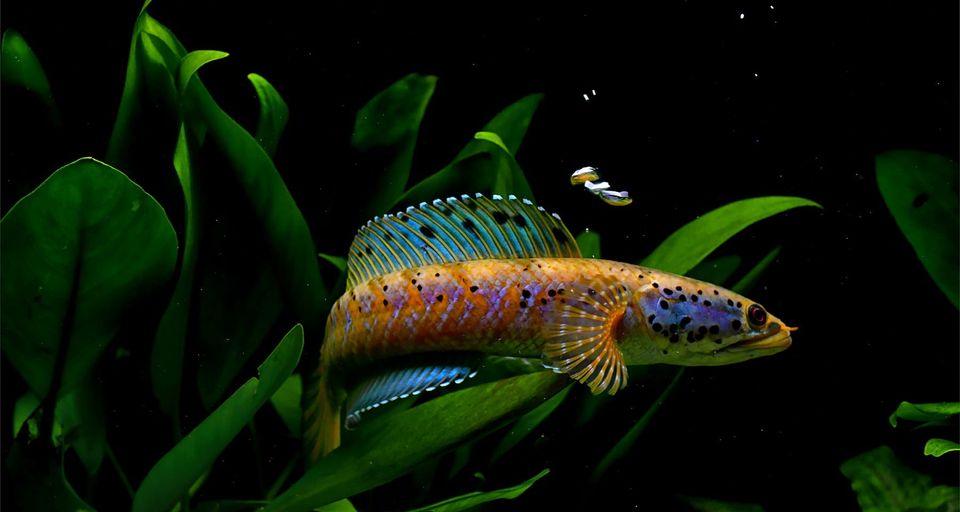 Channa ornatipinnis - CHANNA-FICHES Channa ornatipinnis