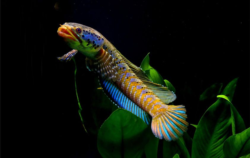 Photos - CHANNA-FICHES