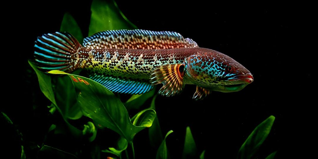 Reproduction Channa aurantimaculata chez M.Colin Dunlop - CHANNA-FICHES
