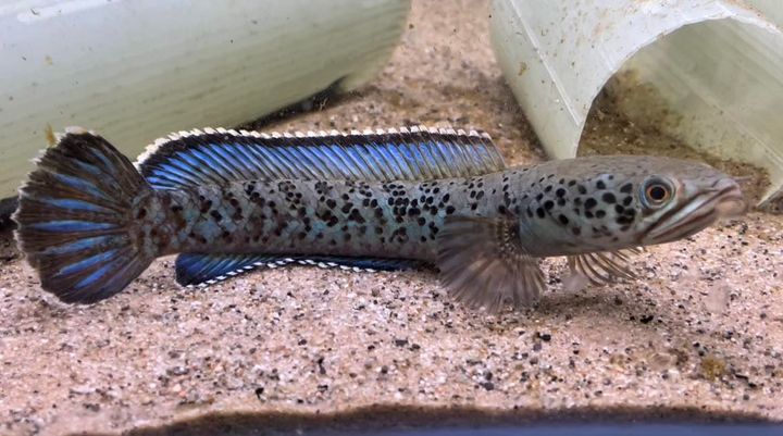 Channa sp insane - CHANNA-FICHES Channa sp insane