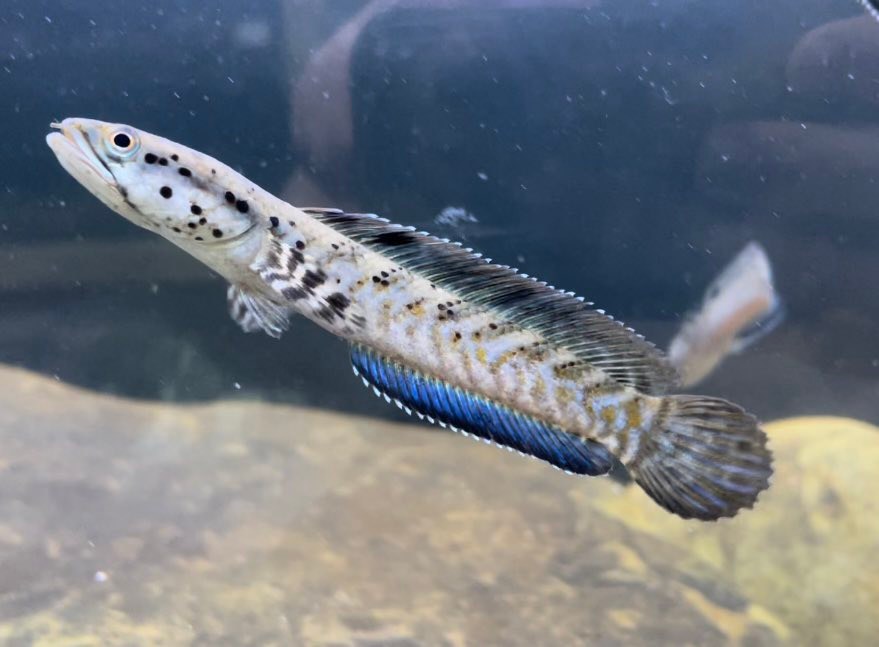 Channa stiktos - CHANNA-FICHES Channa stiktos