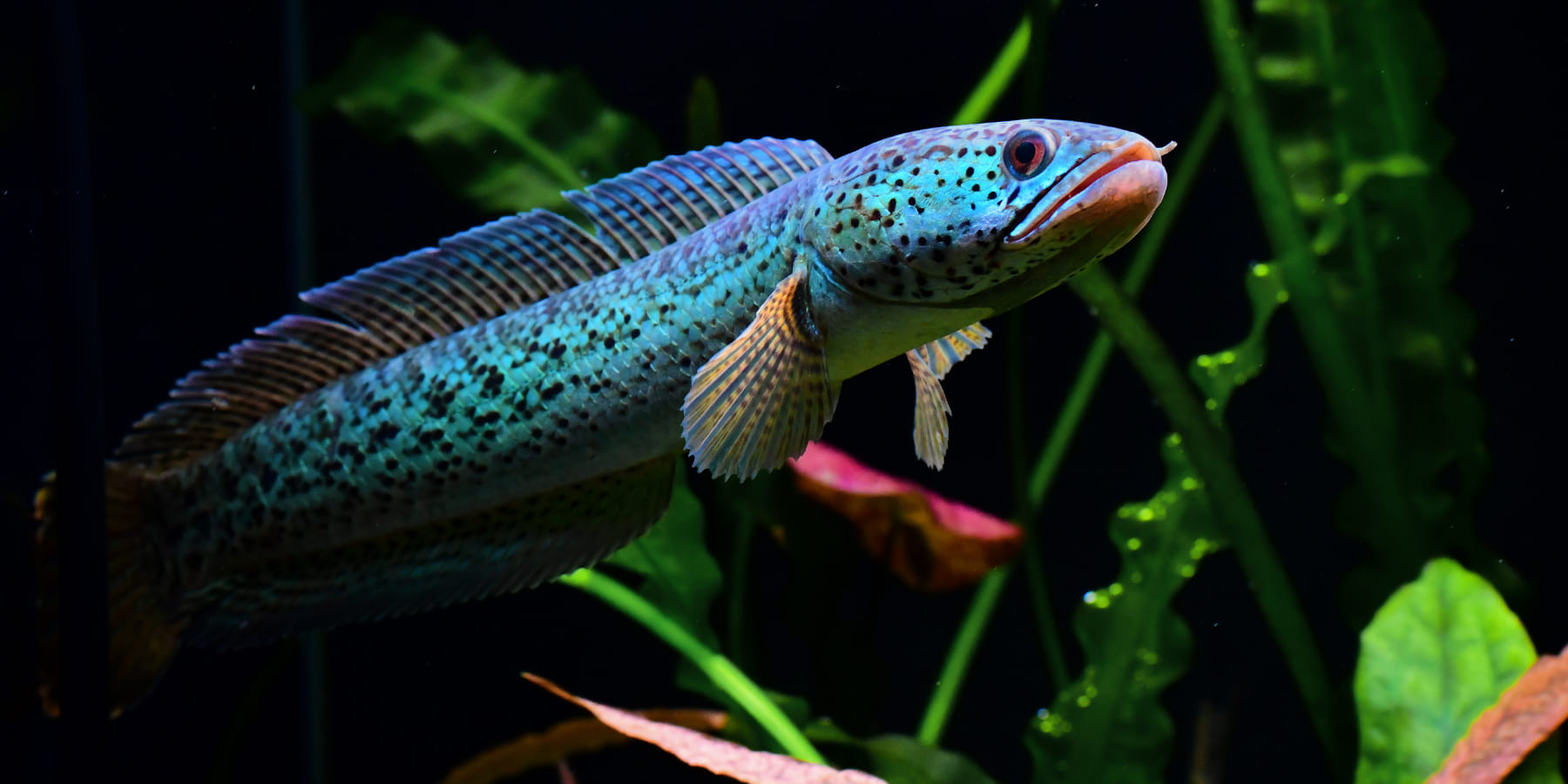 Nouvelle Galerie photos de M. Eric Er - CHANNA-FICHES