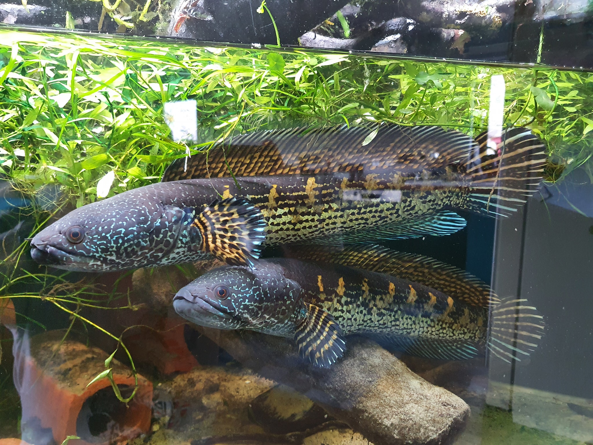 Channa aurantimaculata nouvelle reproduction, Chez Notre amis M.Colin ...